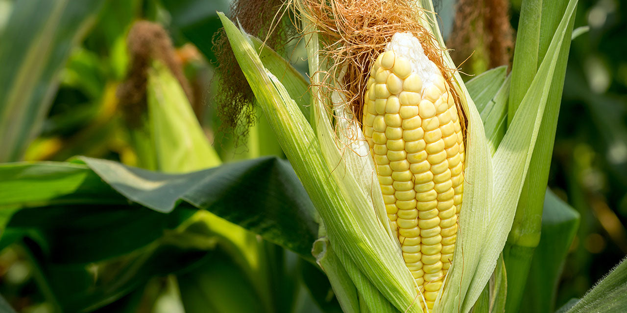Cultivating Success: Exploring Diverse Corn Farming Practices – Landbouw